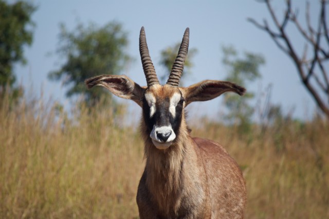 Mammals of Cameroon Checklist | National Parks Worldwide