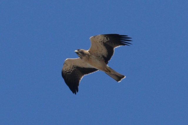 Birds of Angola – Checklist | National Parks Worldwide